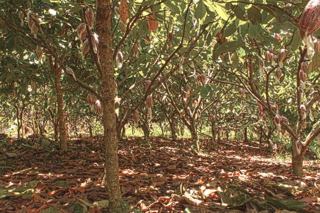 Theo & Philo - Milk Chocolate with Barako Coffee - Clearchox International